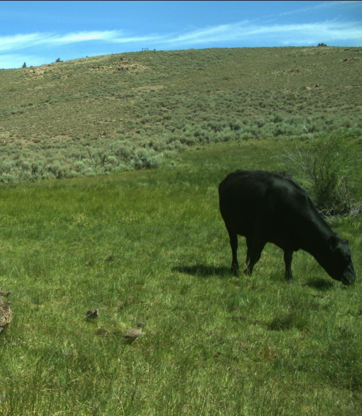 Upper Gunnison Drought Plan